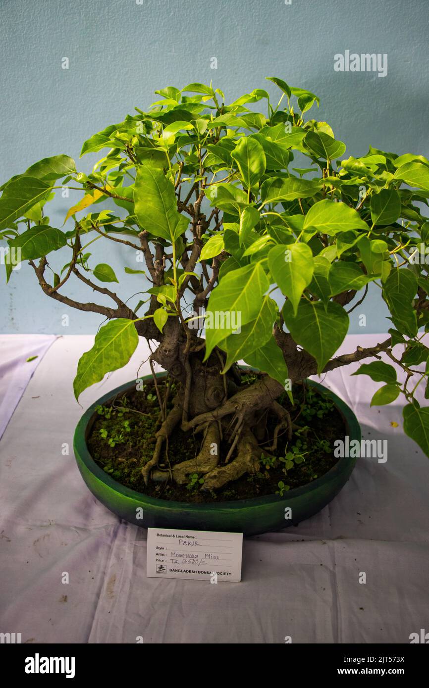 Bonsai tree exhibit on August 27, 2022 Stock Photo - Alamy