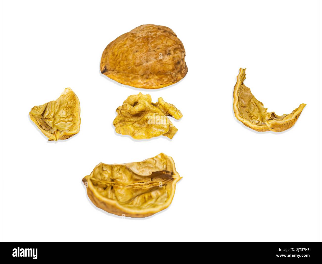 Two halves of a split walnut isolated on a white background. Juglans ...