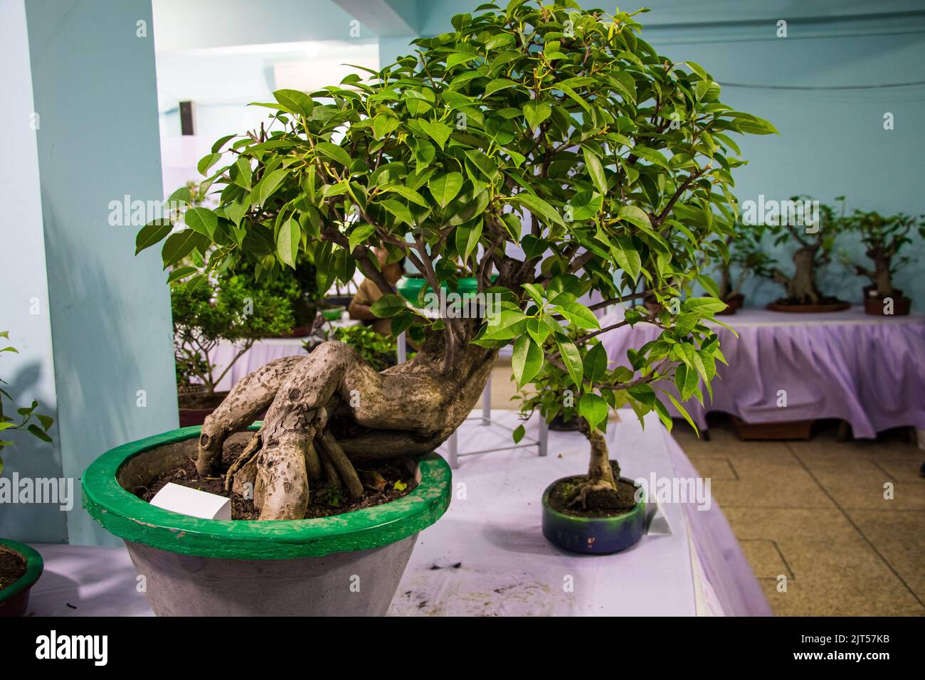 Bonsai tree exhibit on August 27, 2022 Stock Photo - Alamy