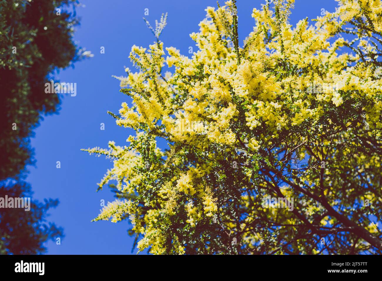 native Australian wattle plant outdoor in beautiful tropical backyard ...
