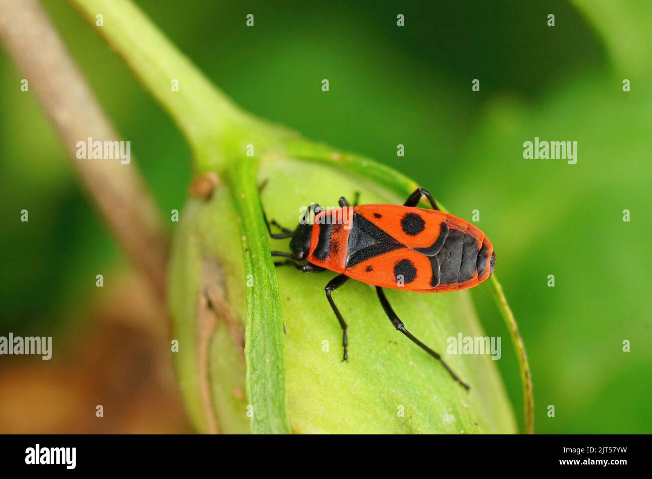 Closeup on a colorful Mediterranean red firebug , Pyrrhocoris apterus ...