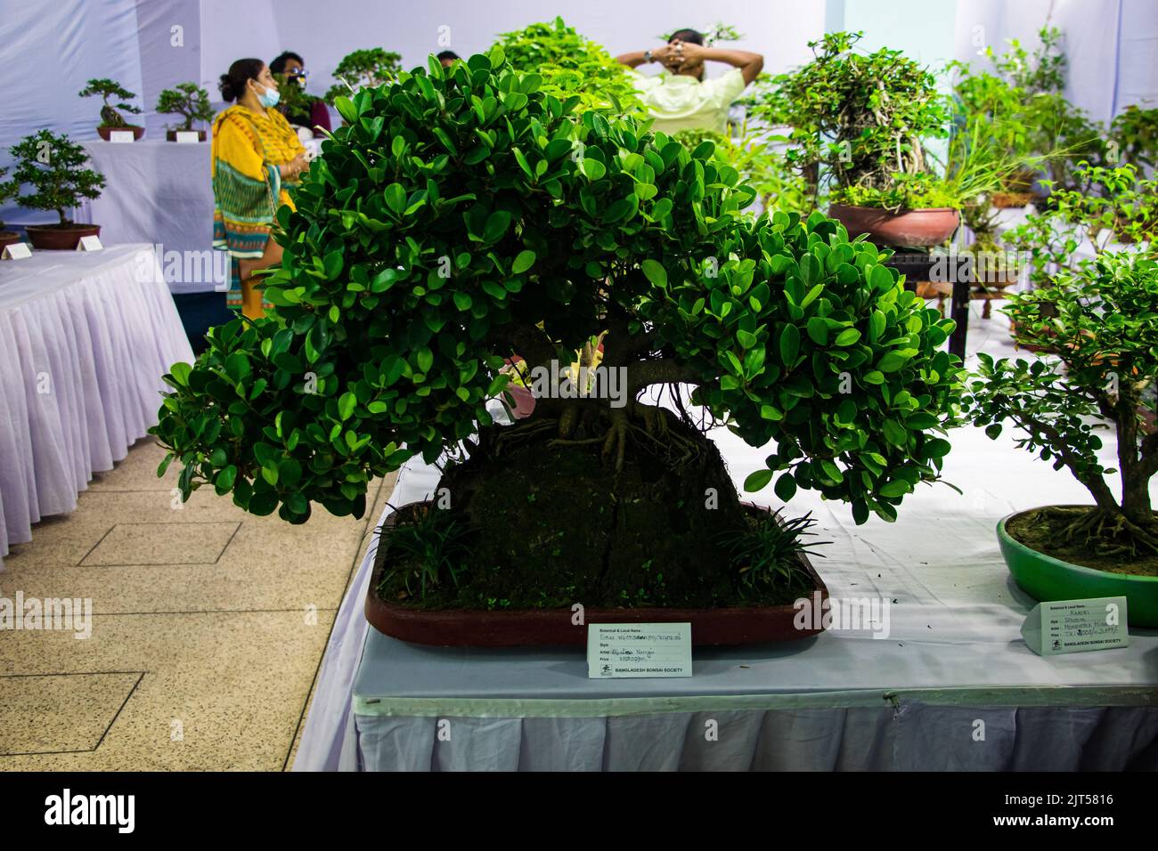 Bonsai tree exhibit on August 27, 2022 Stock Photo - Alamy