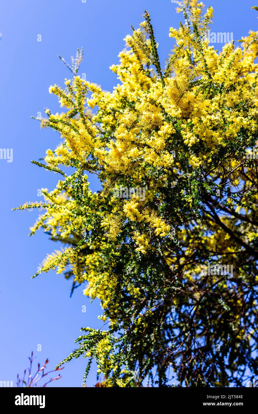 native Australian wattle plant outdoor in beautiful tropical backyard ...