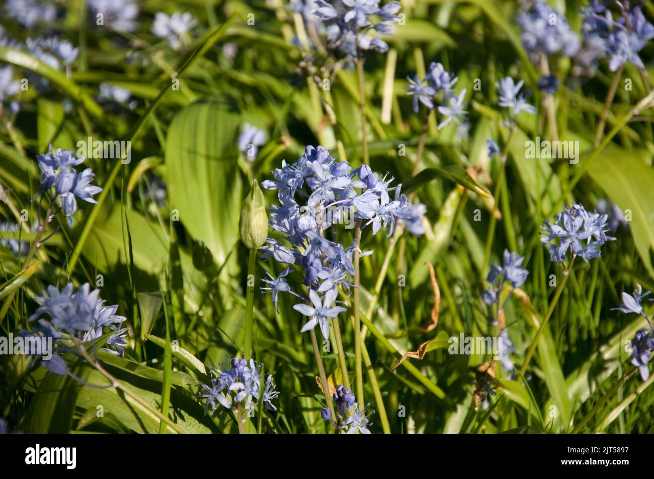 Wild Garlic flowers, , Mount Usher Gardens, Mount Usher, Co. Wicklow ...