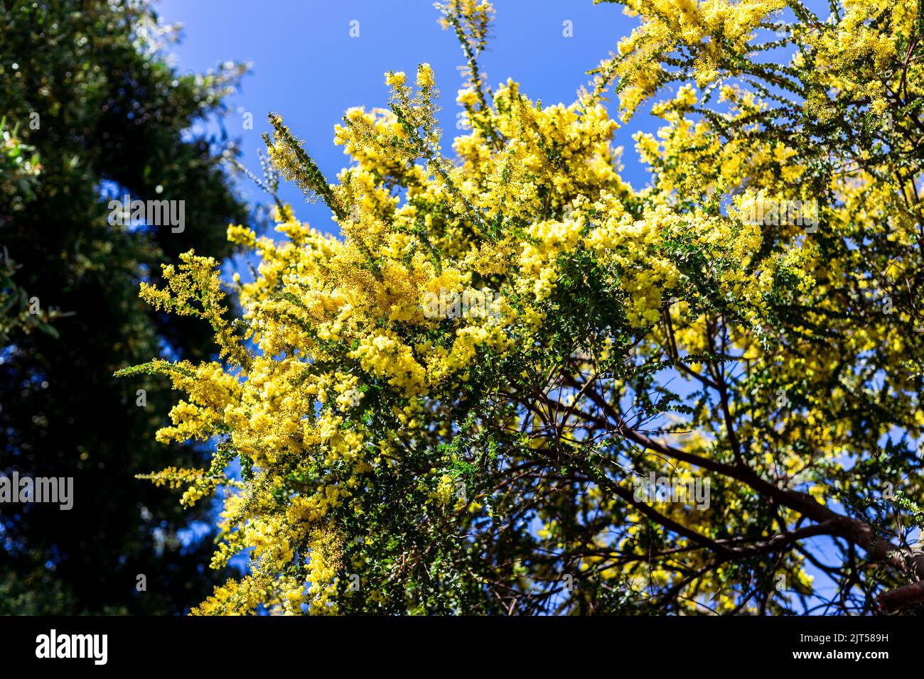 native Australian wattle plant outdoor in beautiful tropical backyard ...