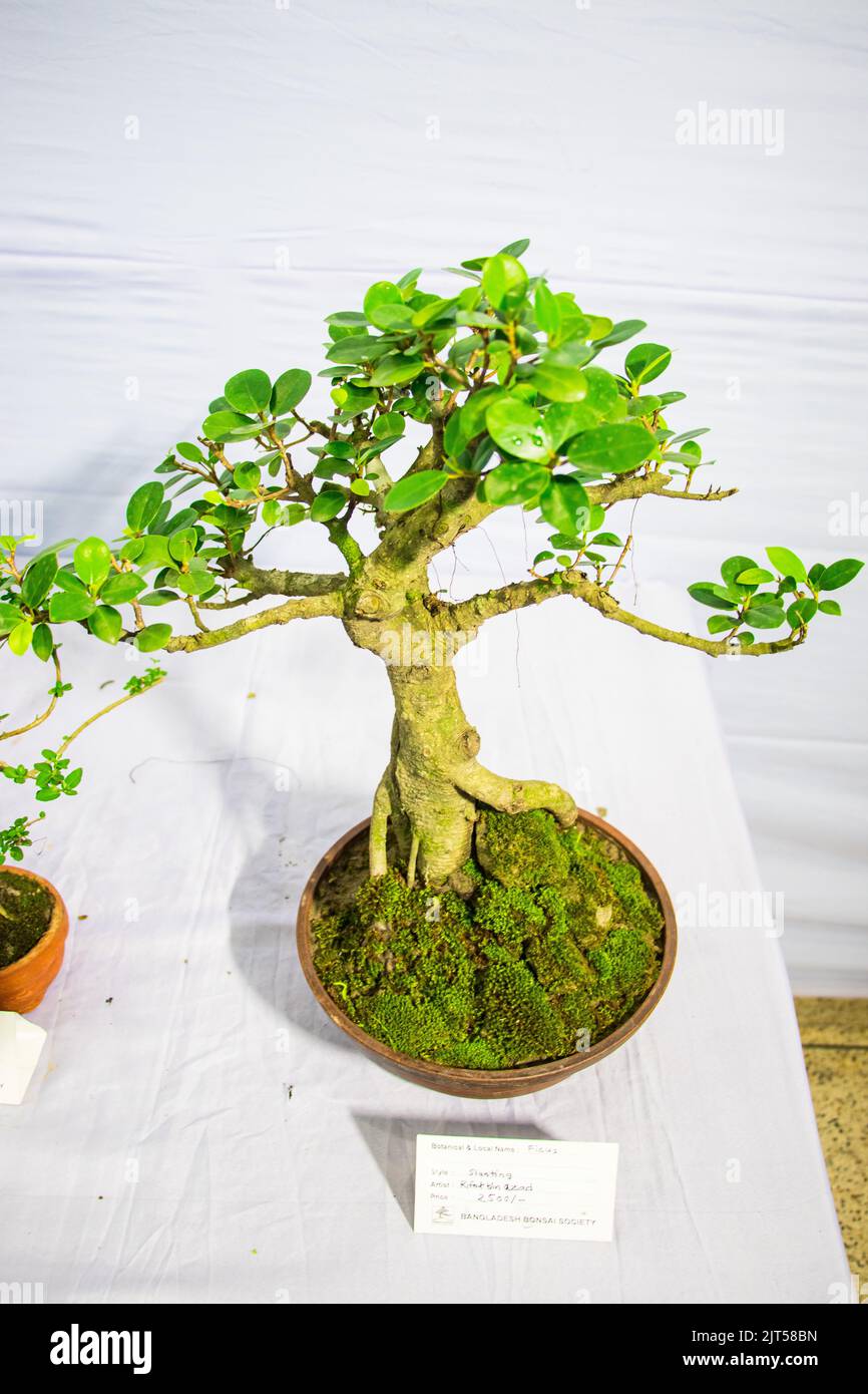 Bonsai tree exhibit on August 27, 2022 Stock Photo - Alamy