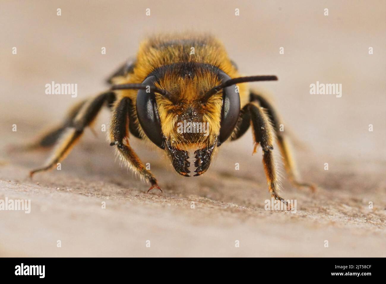 Detailed facial closeup on a brown hairy Mediterranean leafcutter bee ...