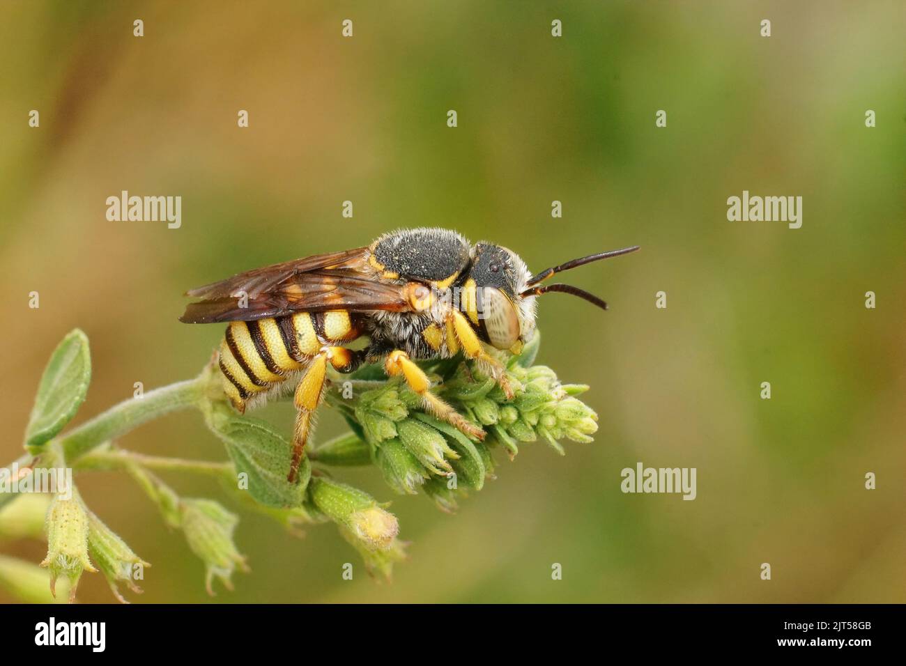 Detailed closeup on a small yellow striped Grohmann's, Yellow-Resin Bee ...