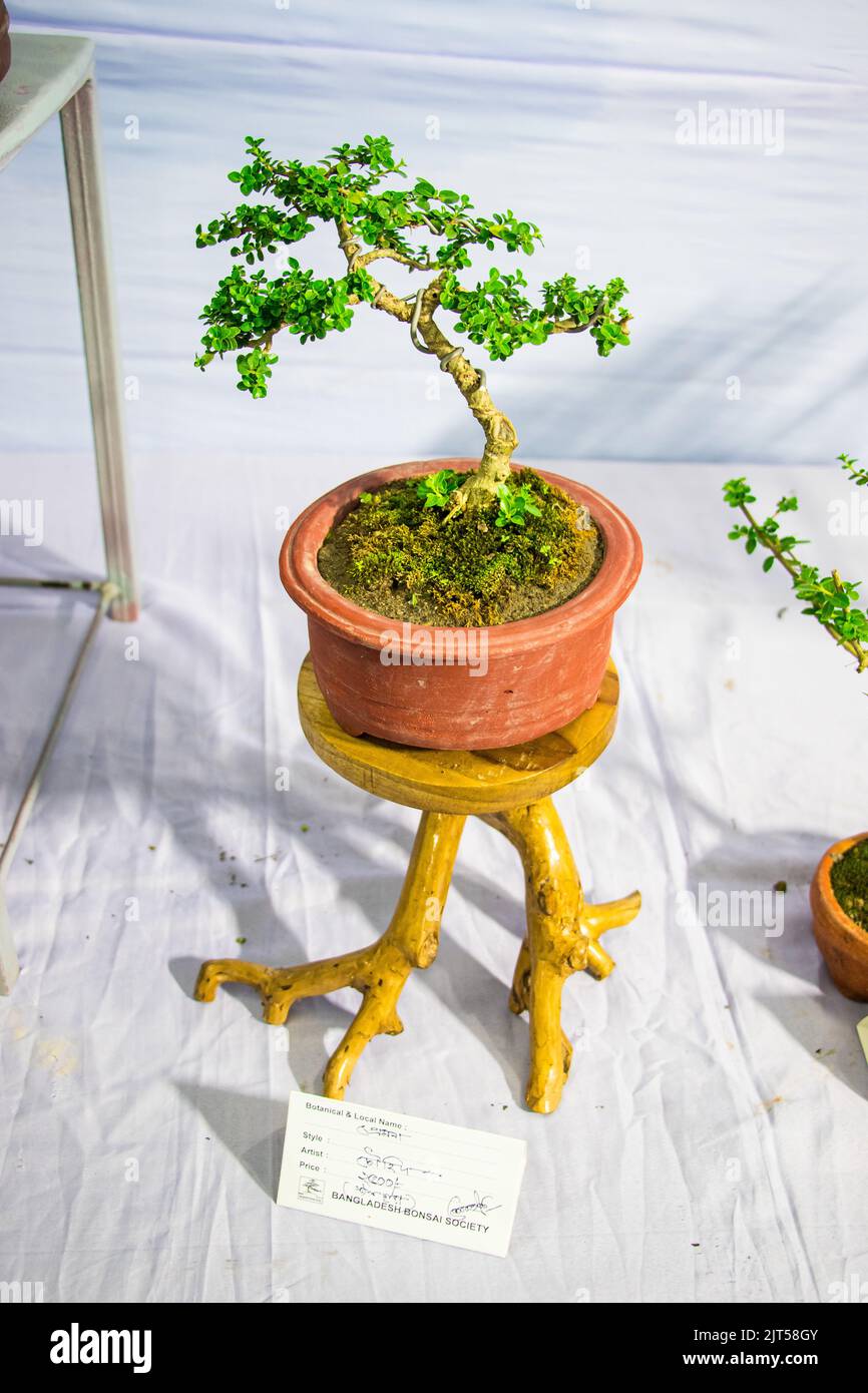 Bonsai tree exhibit on August 27, 2022 Stock Photo - Alamy