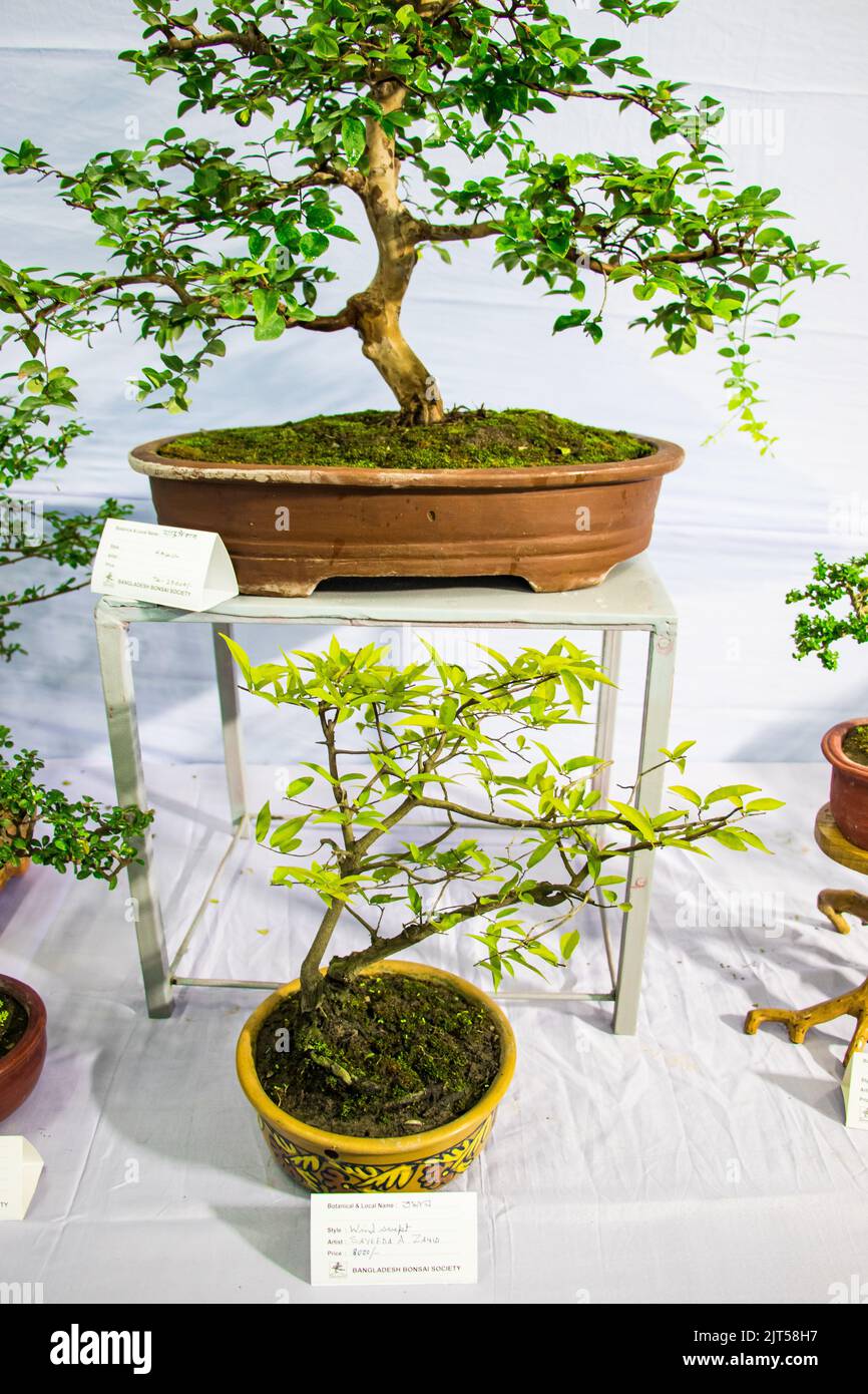 Bonsai tree exhibit on August 27, 2022 Stock Photo - Alamy