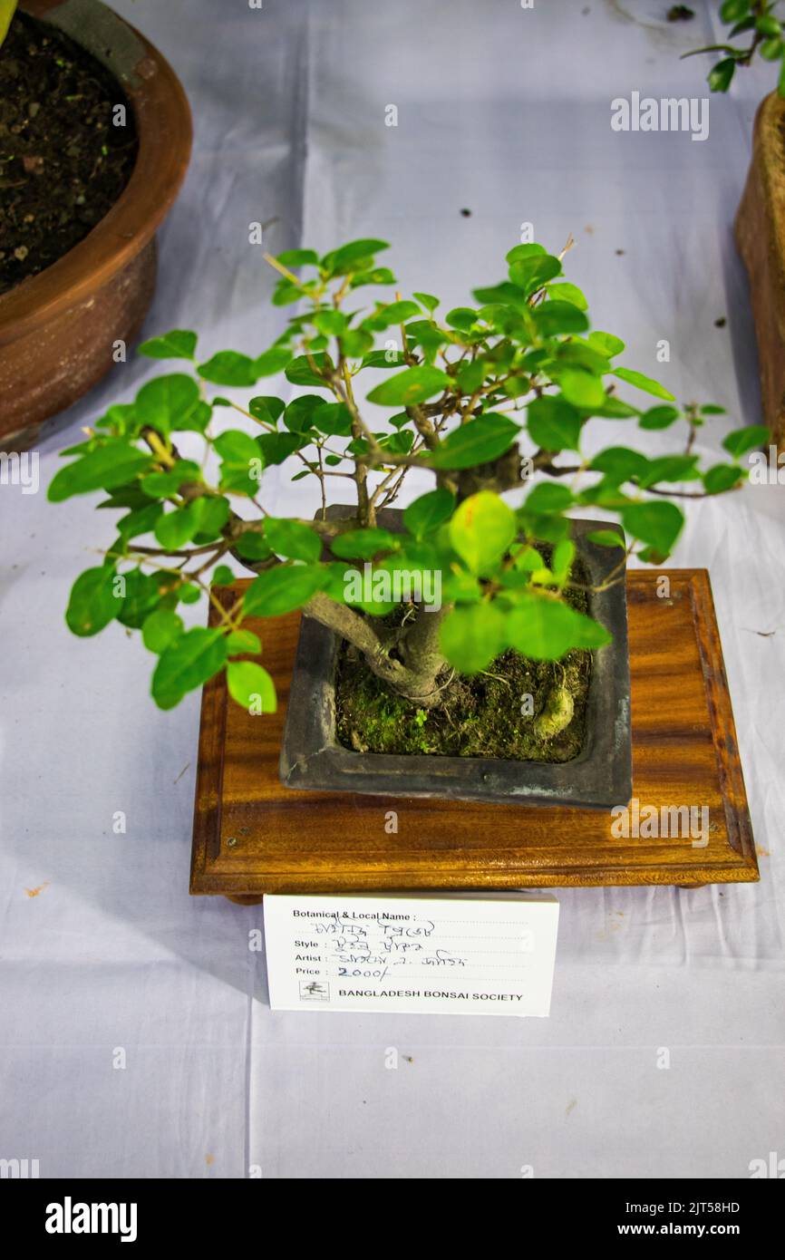 Bonsai tree exhibit on August 27, 2022 Stock Photo - Alamy