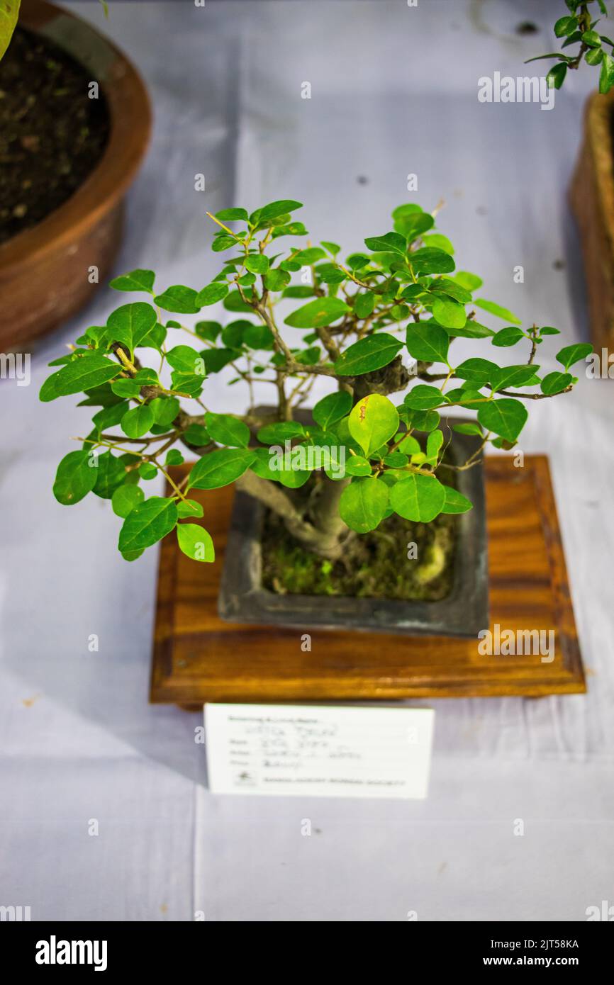 Bonsai tree exhibit on August 27, 2022 Stock Photo - Alamy