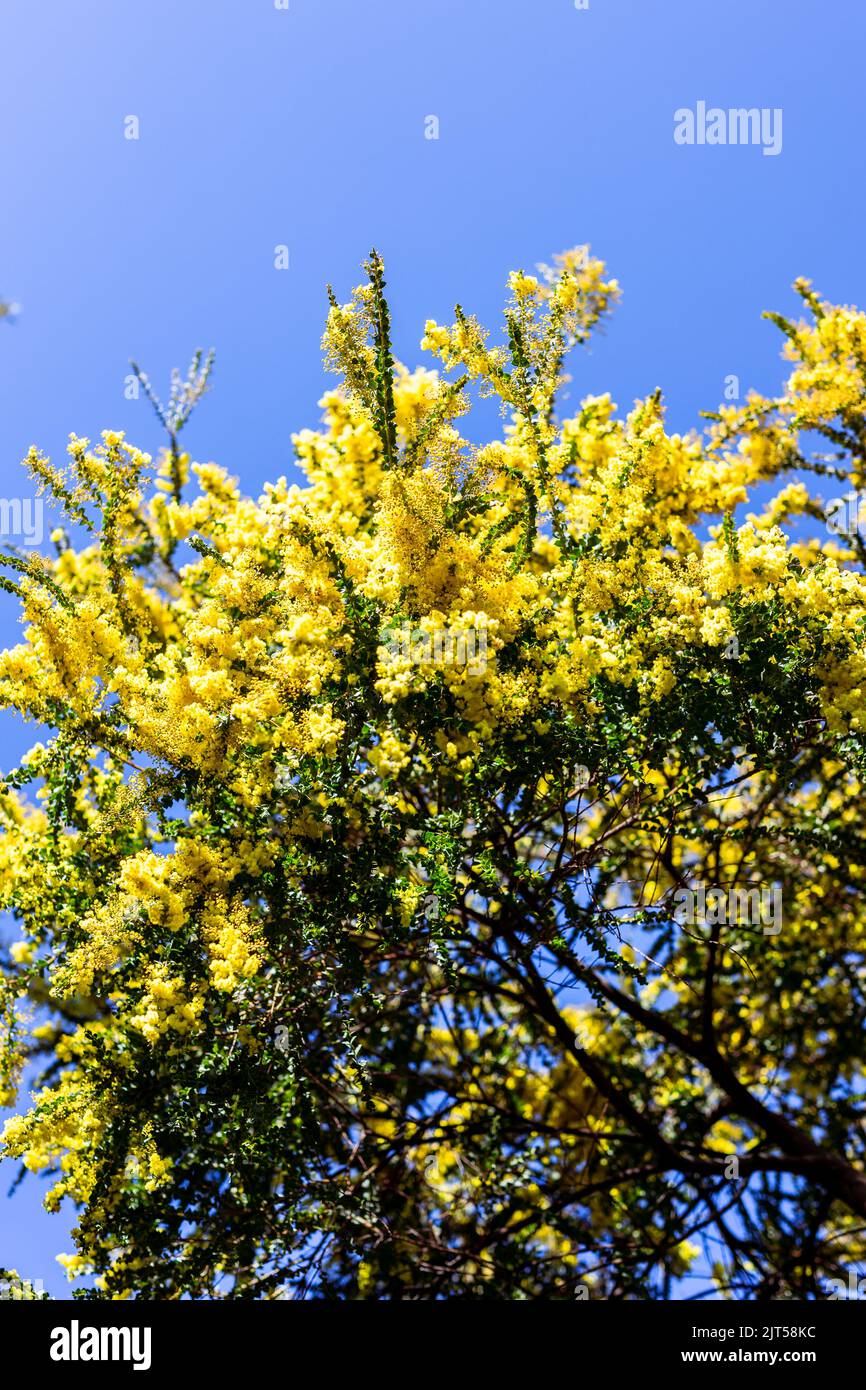 native Australian wattle plant outdoor in beautiful tropical backyard ...
