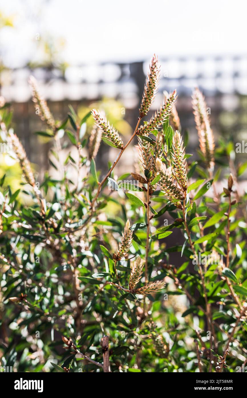 native Australian yellow callistemon plant outdoor in beautiful ...