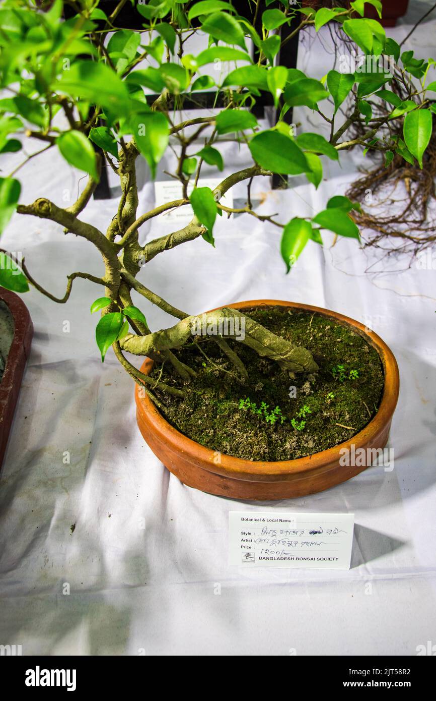 Bonsai tree exhibit on August 27, 2022 Stock Photo - Alamy