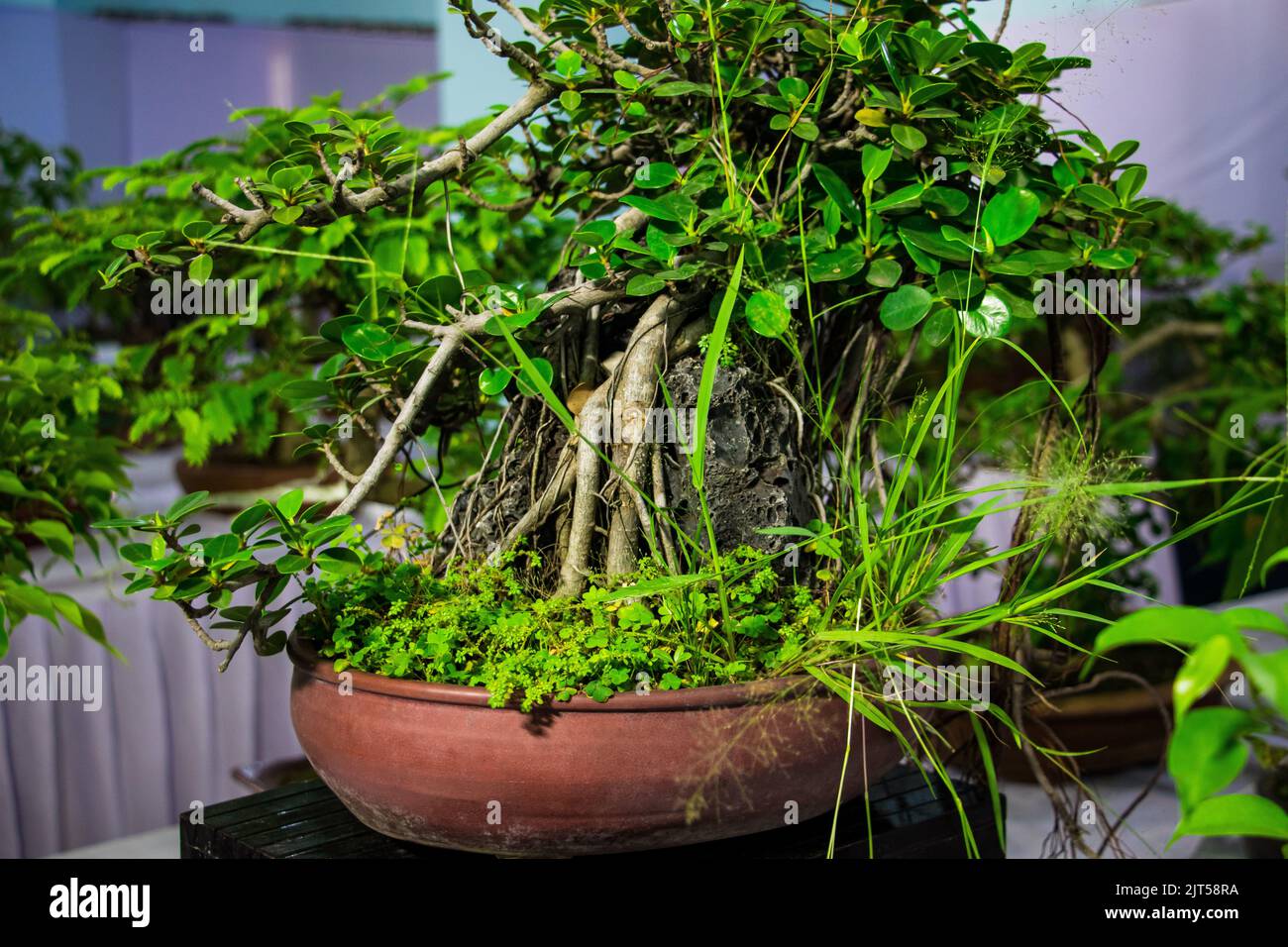 Bonsai tree exhibit on August 27, 2022 Stock Photo - Alamy