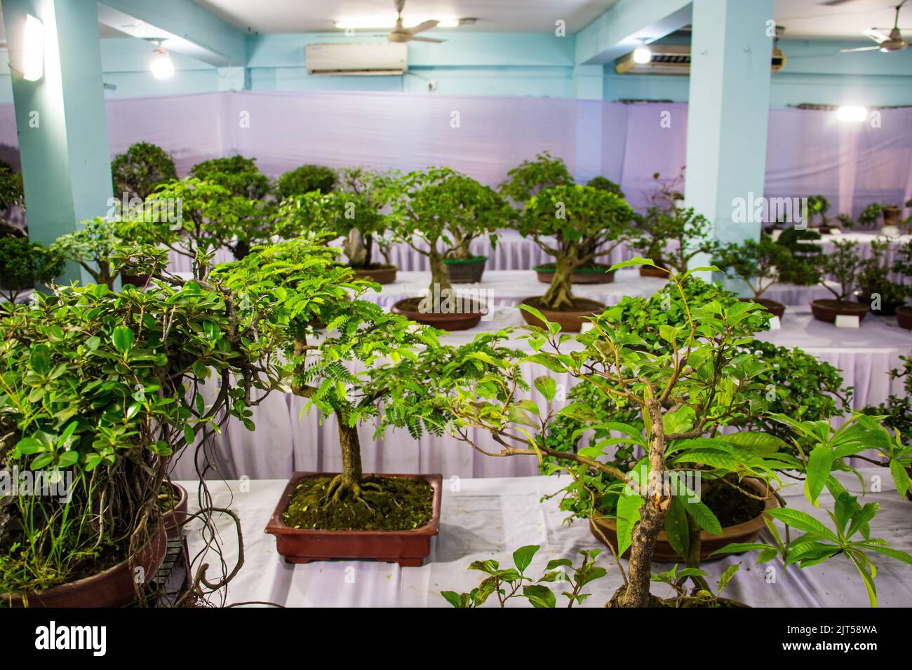 Bonsai tree exhibit on August 27, 2022 Stock Photo - Alamy