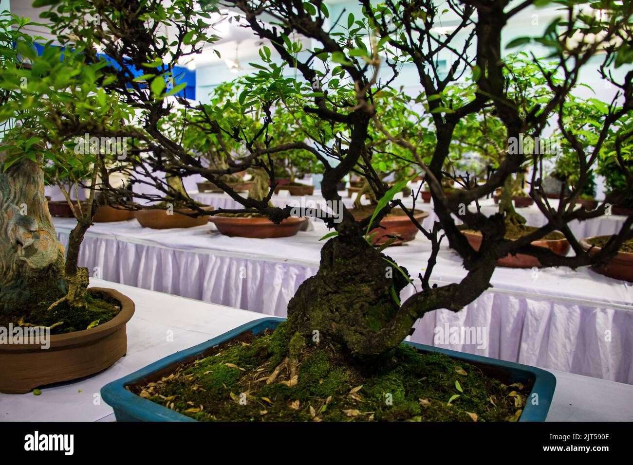 Bonsai tree exhibit on August 27, 2022 Stock Photo - Alamy