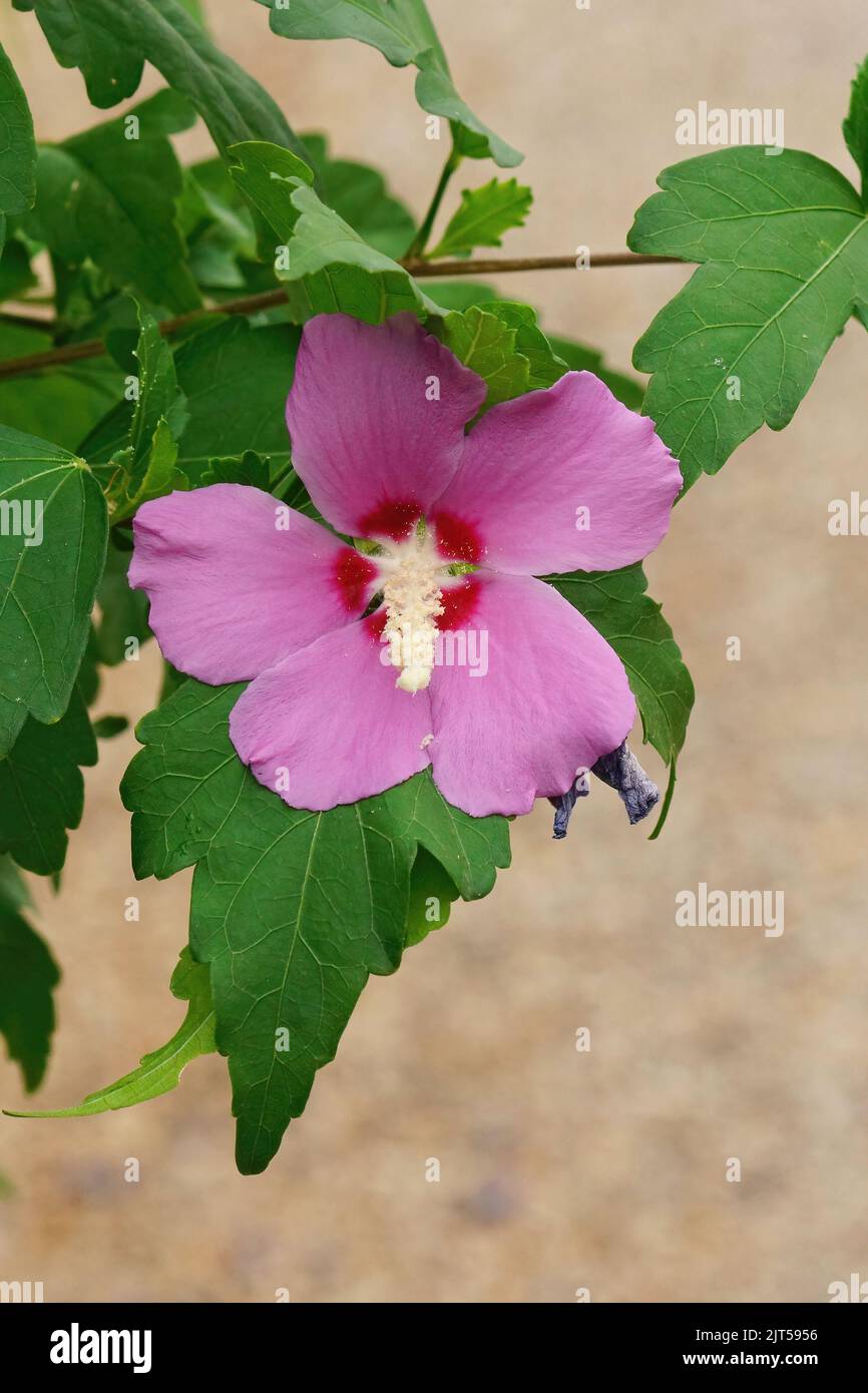 Closeup on a fresh emerged pink rose of Sharon flower, Hibiscus ...
