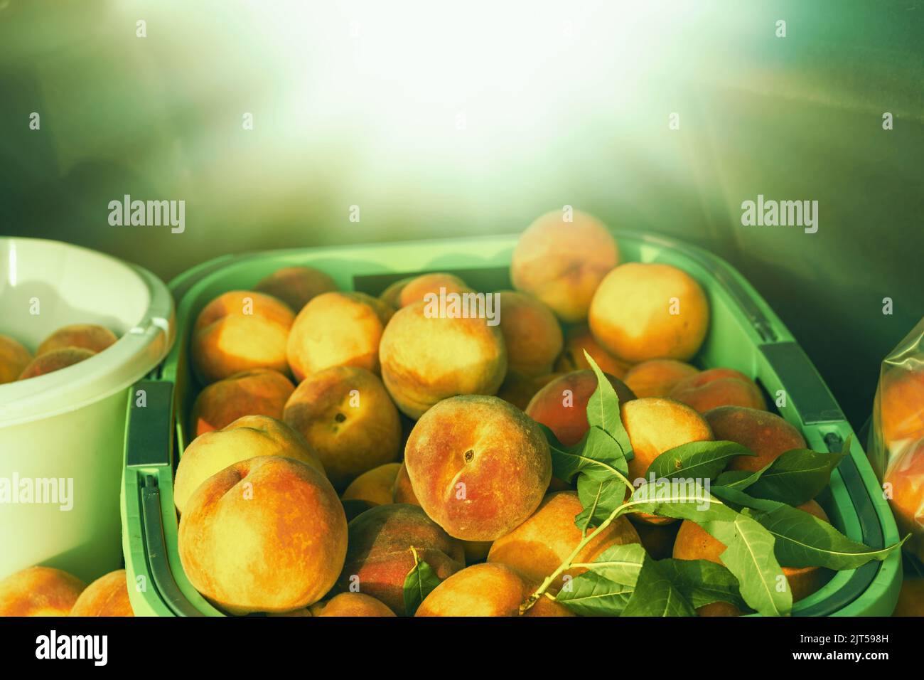 Fresh peaches in baskets at the back of a car. High quality photo Stock ...