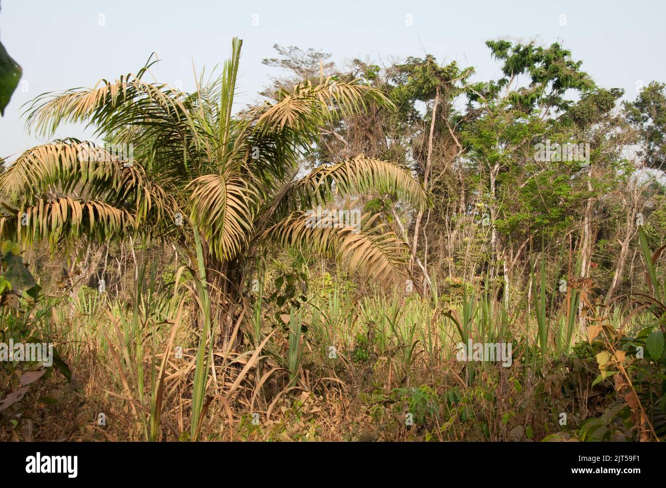 Vegetation, Bong County, Liberia. The vegetation is brown from the dust ...