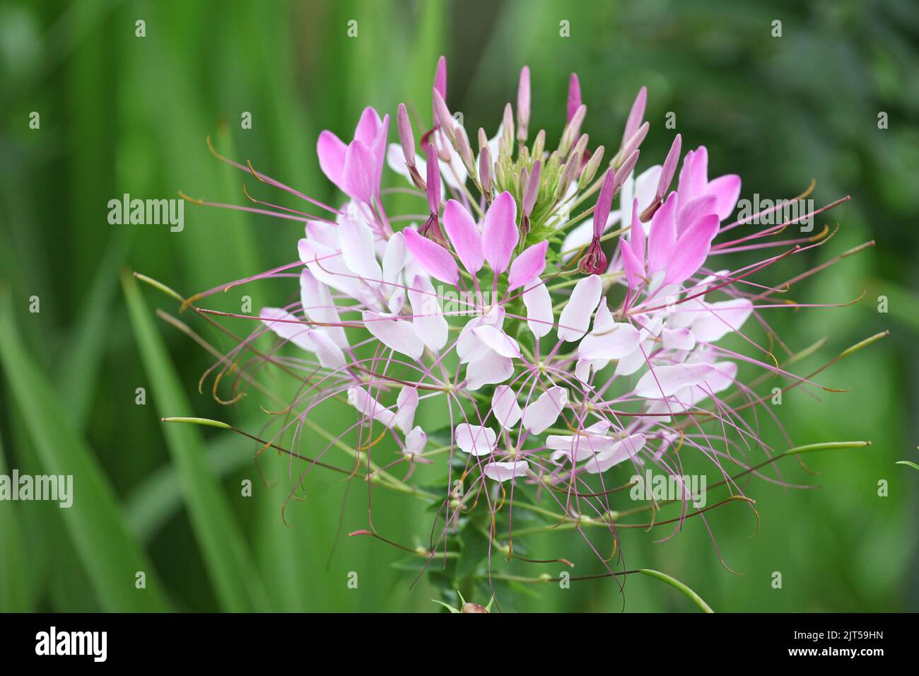Pink and white Spider Flower in bloom Stock Photo - Alamy