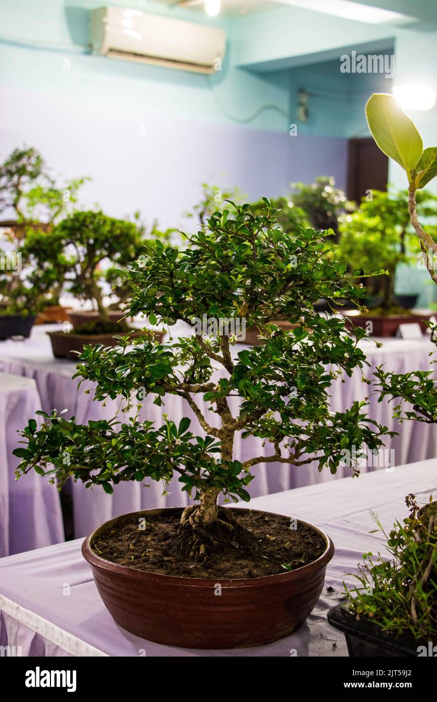 Bonsai tree exhibit on August 27, 2022 Stock Photo - Alamy
