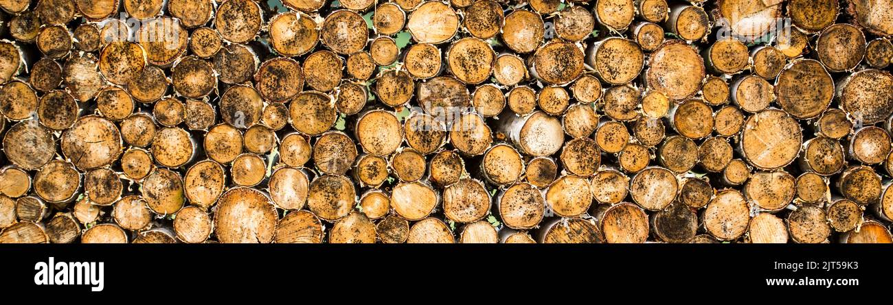 Tree stumps background. Pieces of teak wood stump background. Round ...