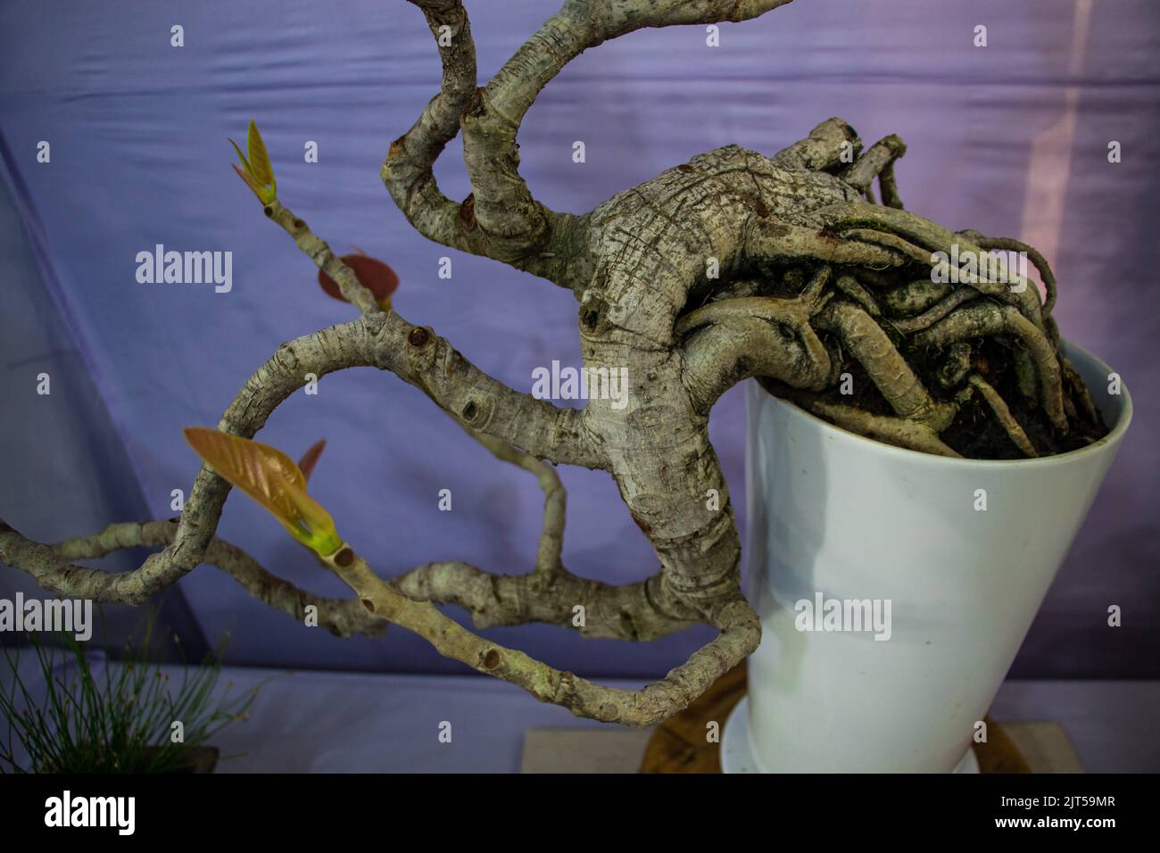 Bonsai tree exhibit on August 27, 2022 Stock Photo - Alamy