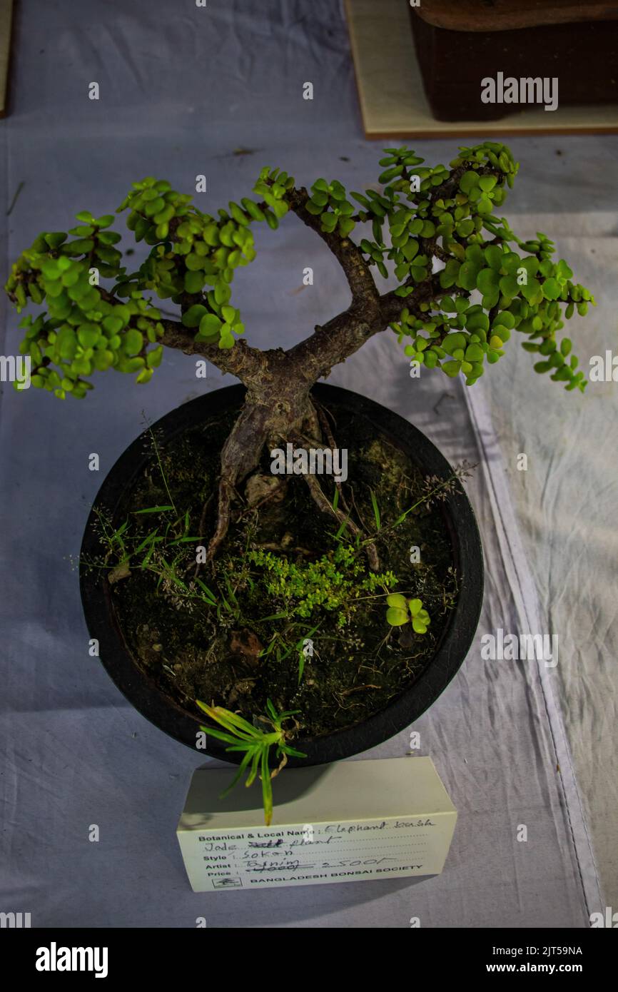 Bonsai tree exhibit on August 27, 2022 Stock Photo - Alamy