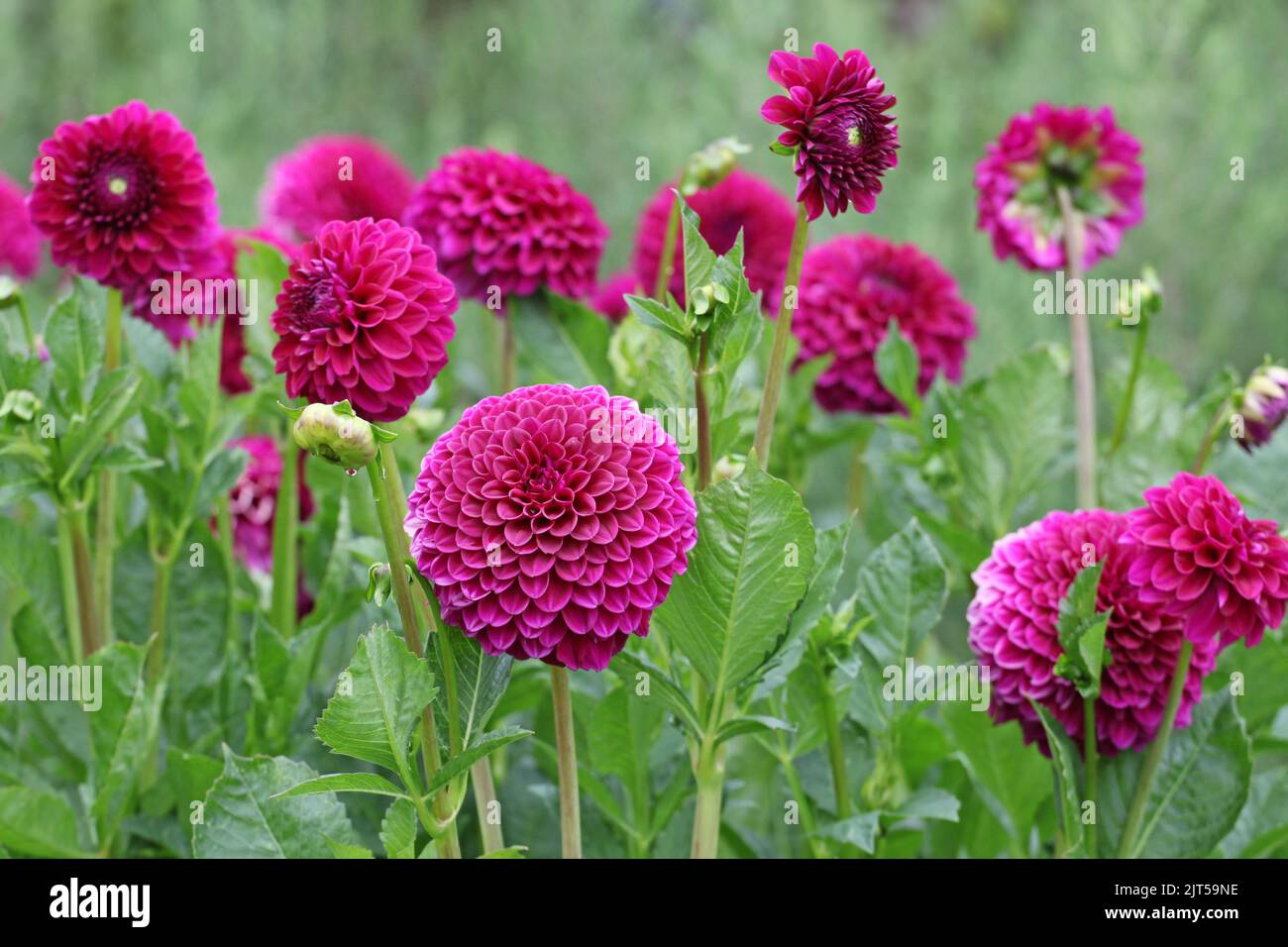Blyton dahlias hi-res stock photography and images - Alamy