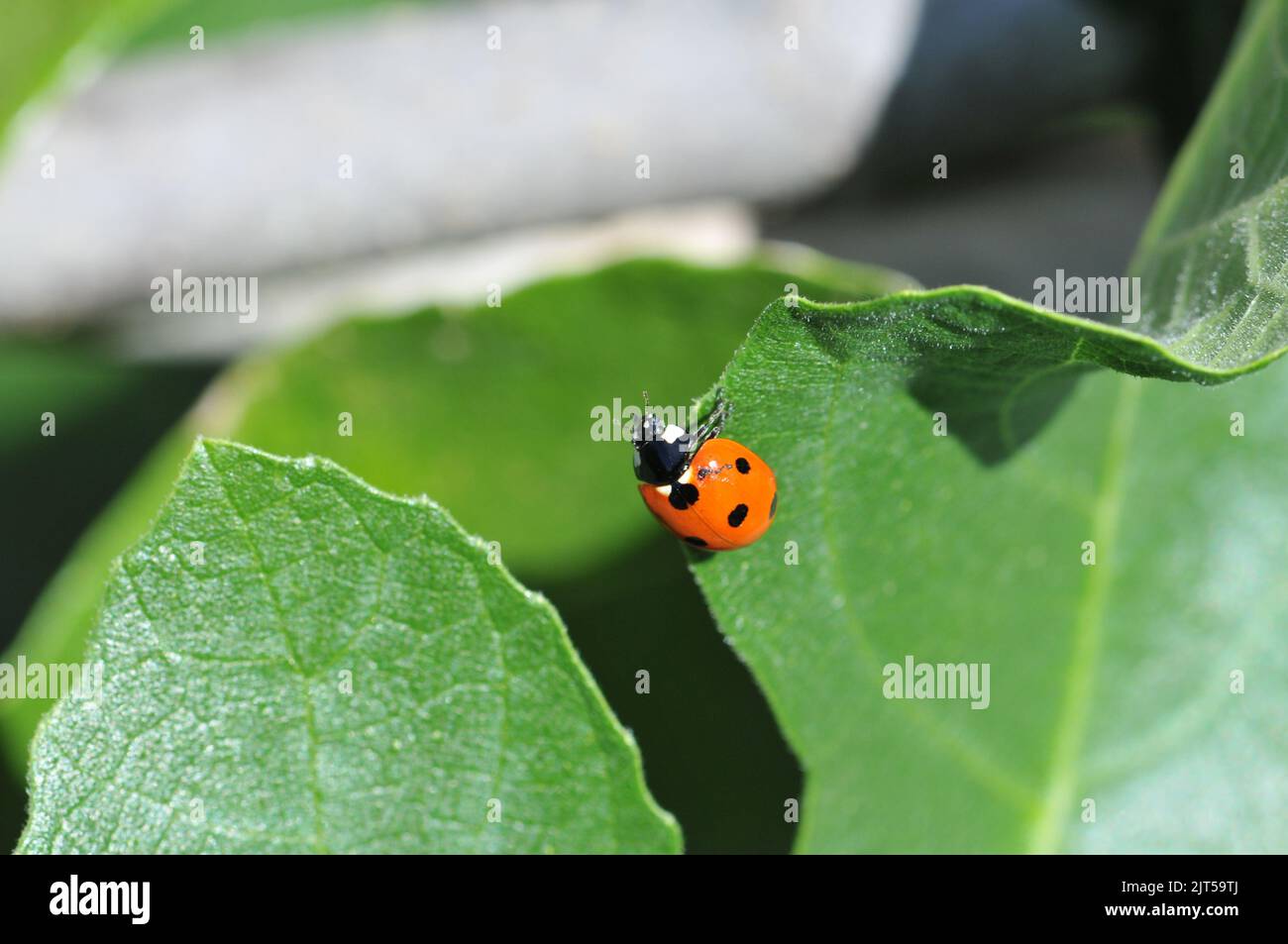 Ladybird 6 spots hi-res stock photography and images - Alamy