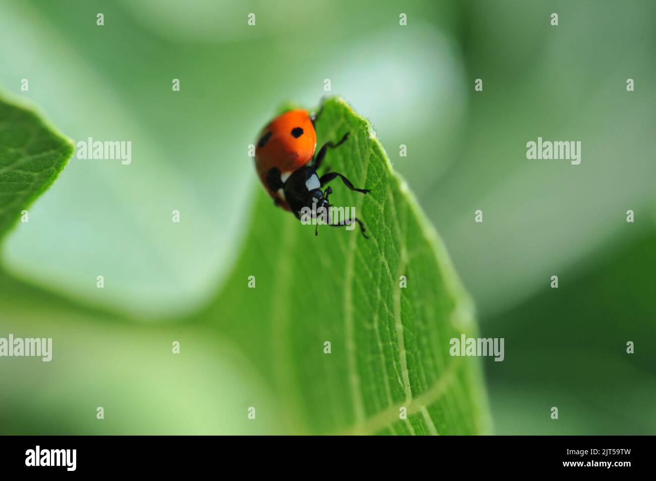 Ladybird 6 spots hi-res stock photography and images - Alamy