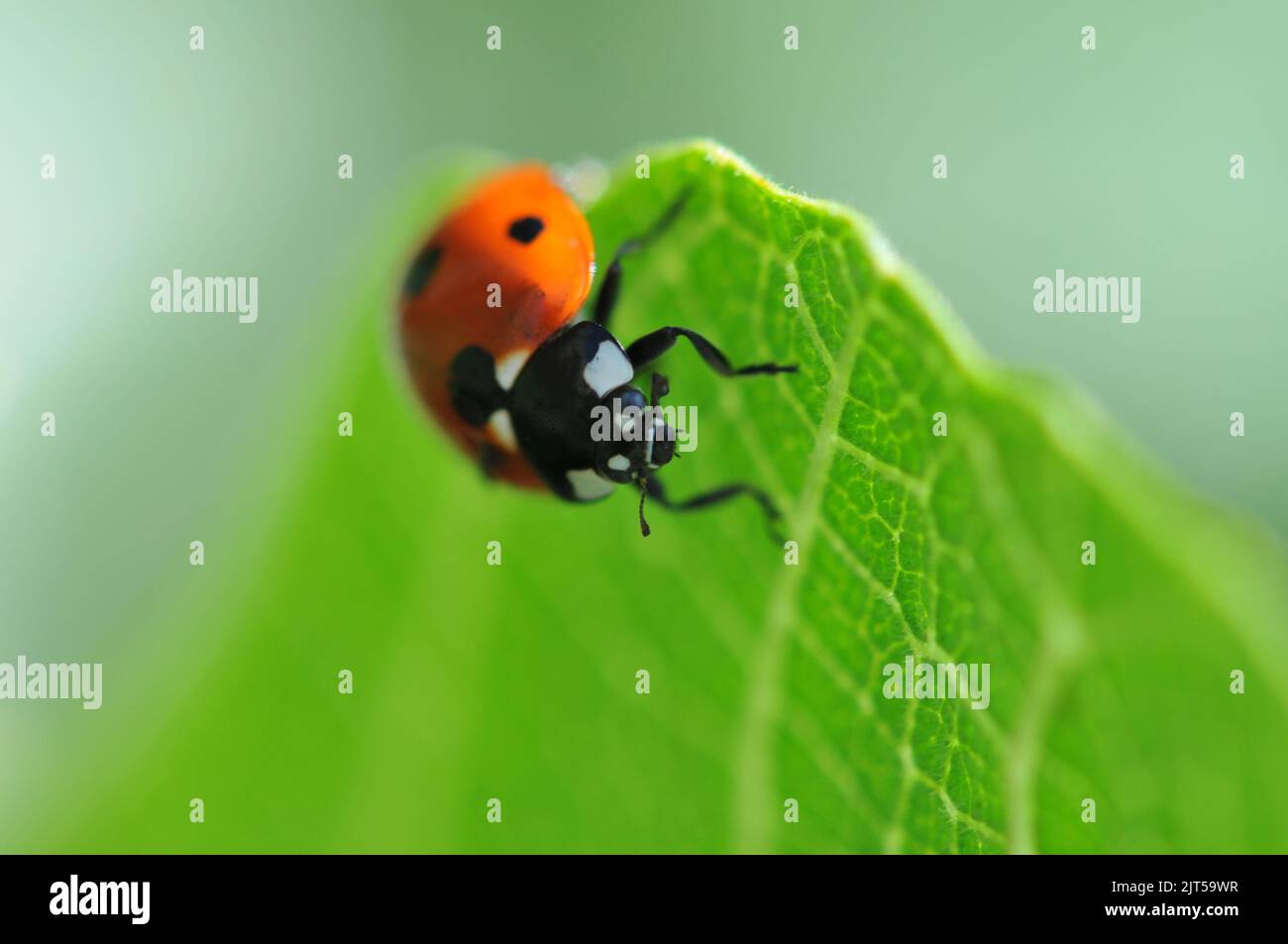 Ladybird 6 spots hi-res stock photography and images - Alamy