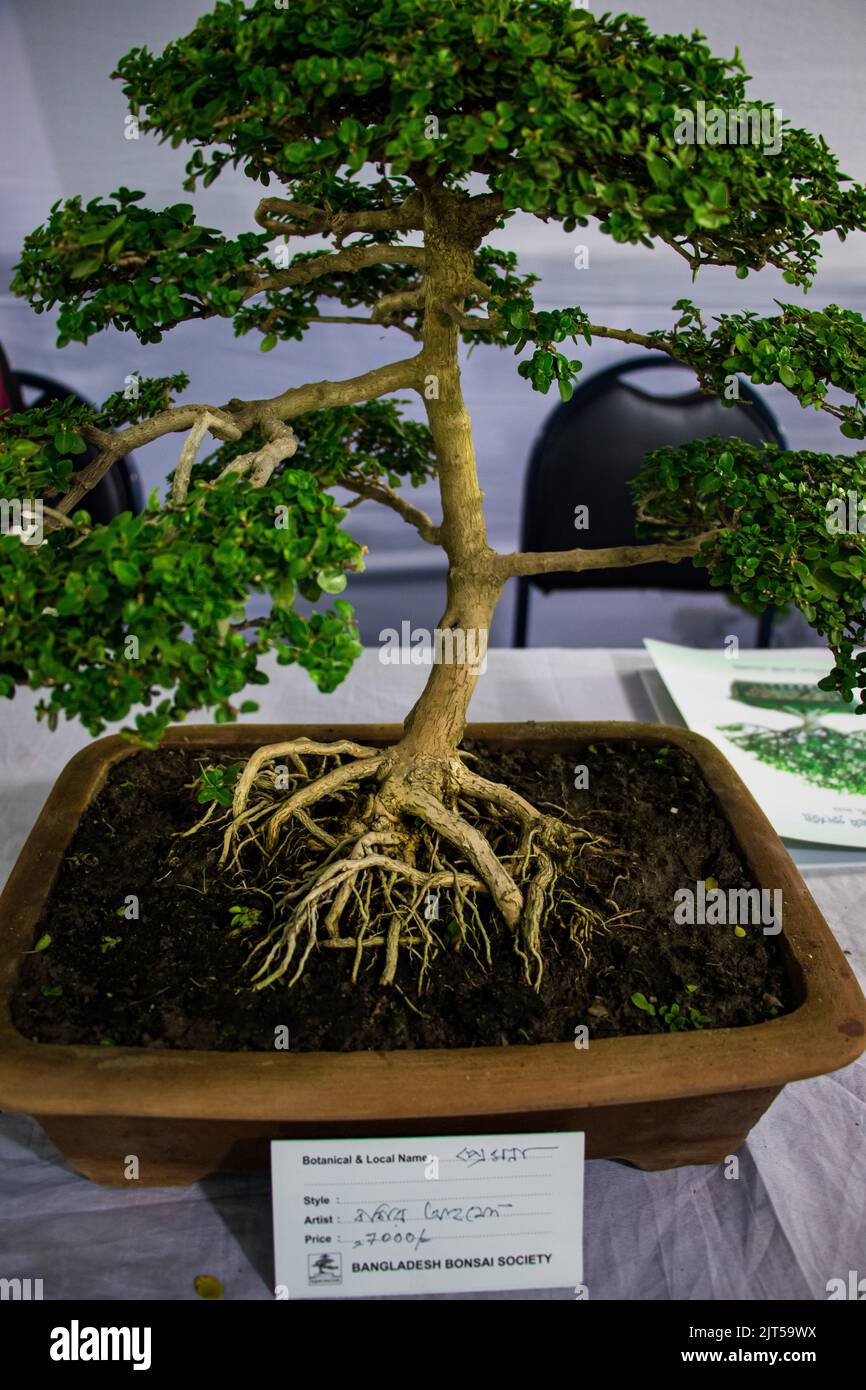 Bonsai tree exhibit on August 27, 2022 Stock Photo - Alamy