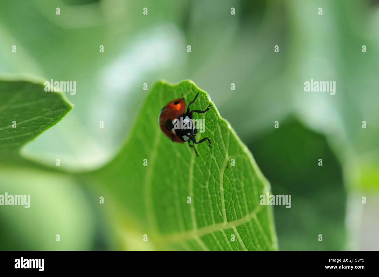 Ladybird 6 spots hi-res stock photography and images - Alamy