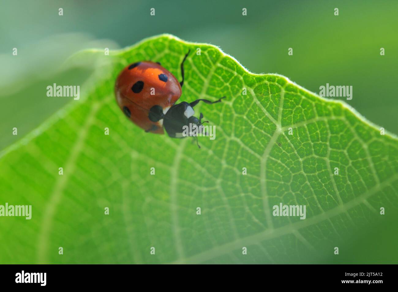 Ladybird 6 spots hi-res stock photography and images - Alamy