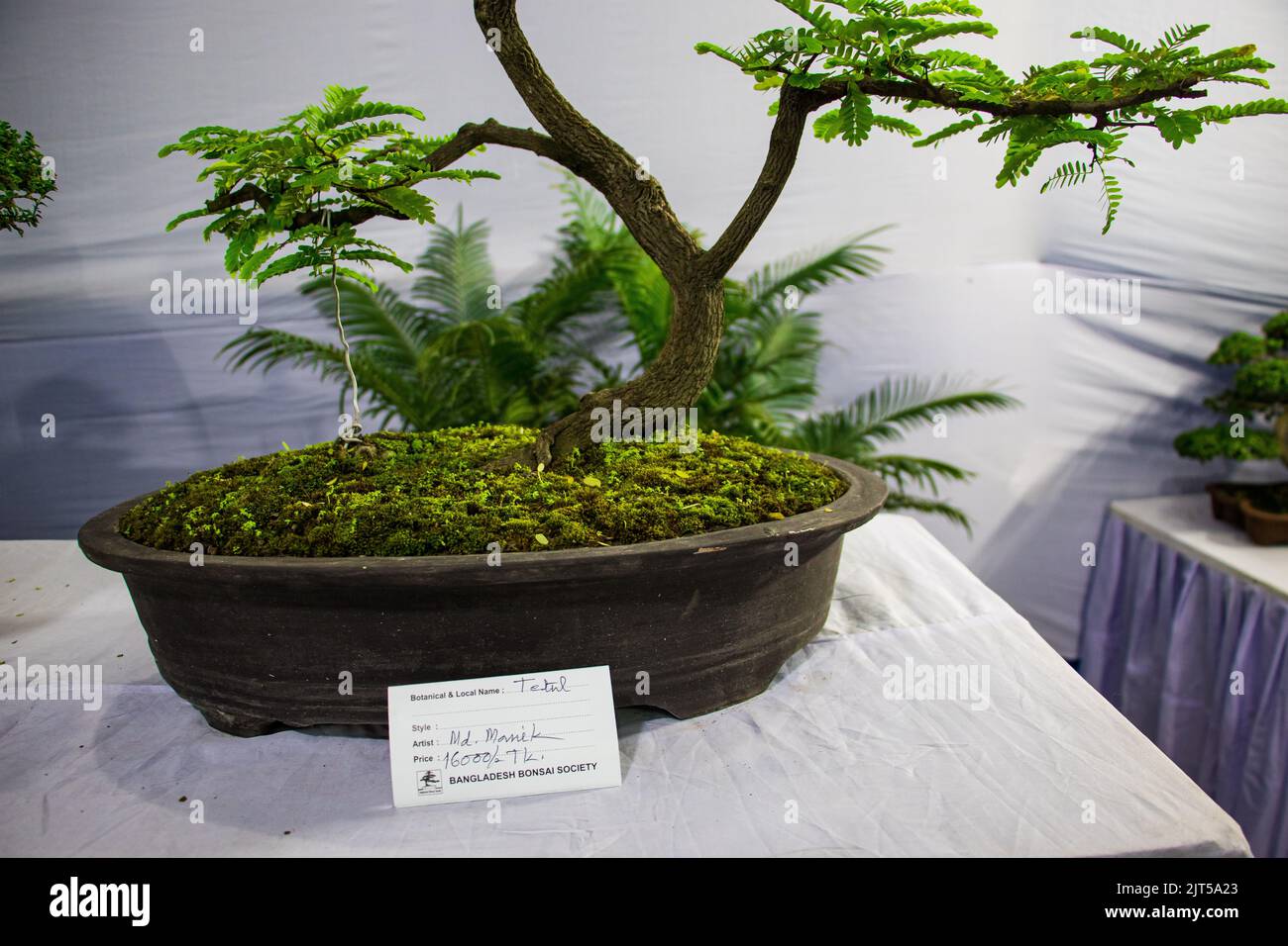 Bonsai tree exhibit on August 27, 2022 Stock Photo - Alamy