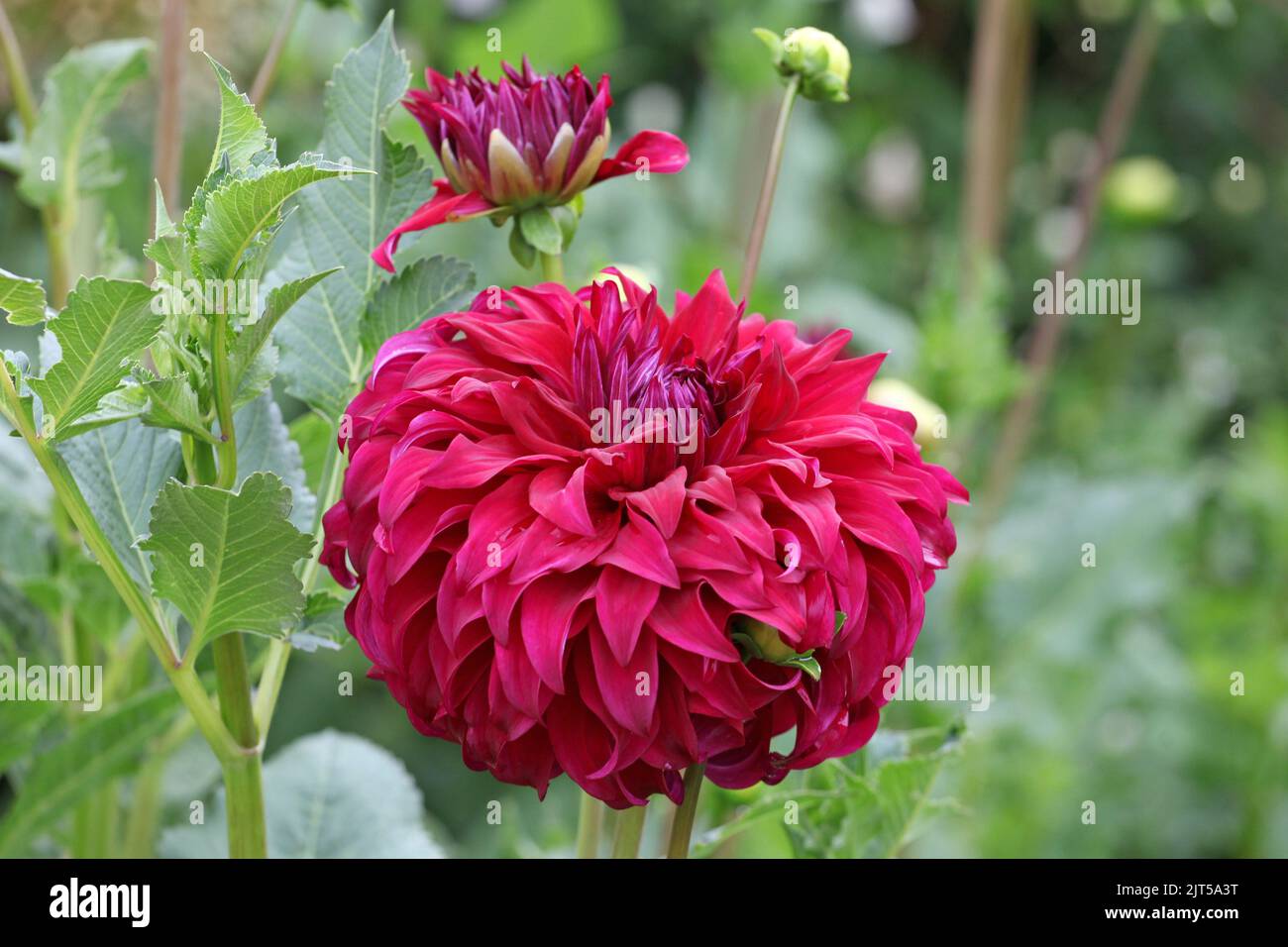 Deep red dahlia 'Spartacus' in flower Stock Photo - Alamy