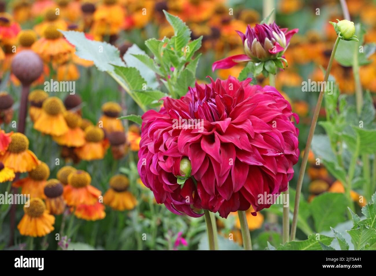 Deep red dahlia 'Spartacus' in flower Stock Photo - Alamy