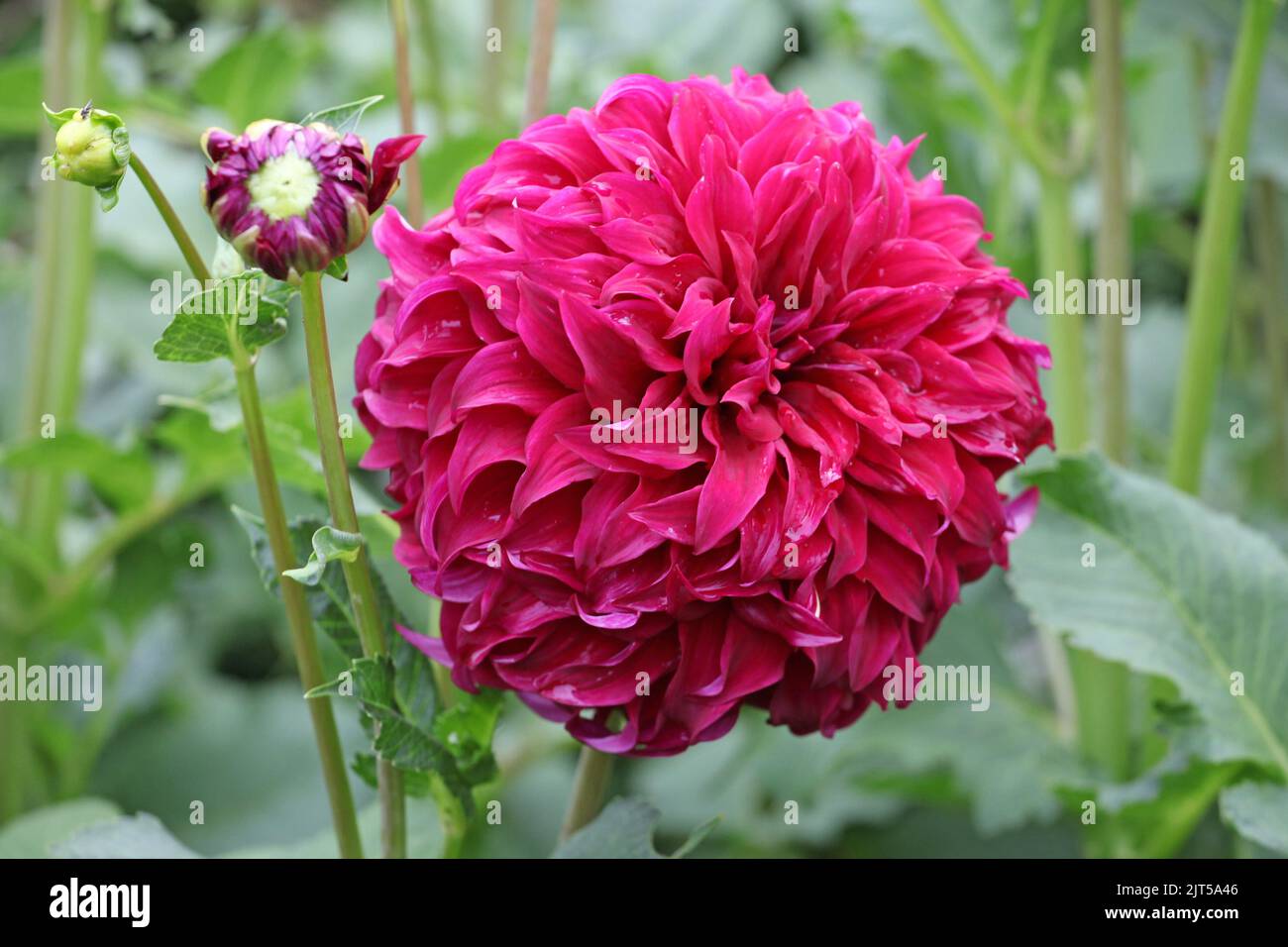 Deep red dahlia 'Spartacus' in flower Stock Photo - Alamy