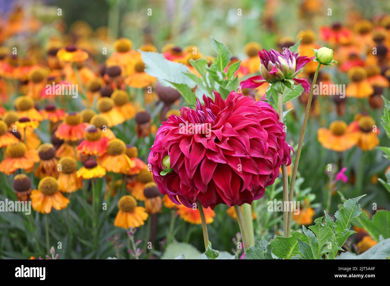 Deep red dahlia 'Spartacus' in flower Stock Photo - Alamy