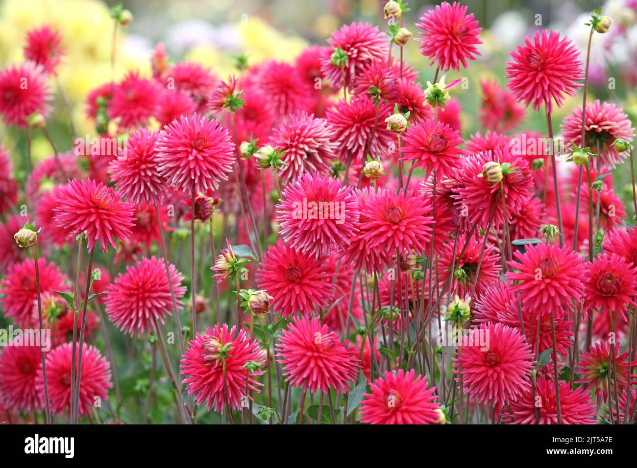 Dahlia 'Josudi Hercules' in flower Stock Photo - Alamy