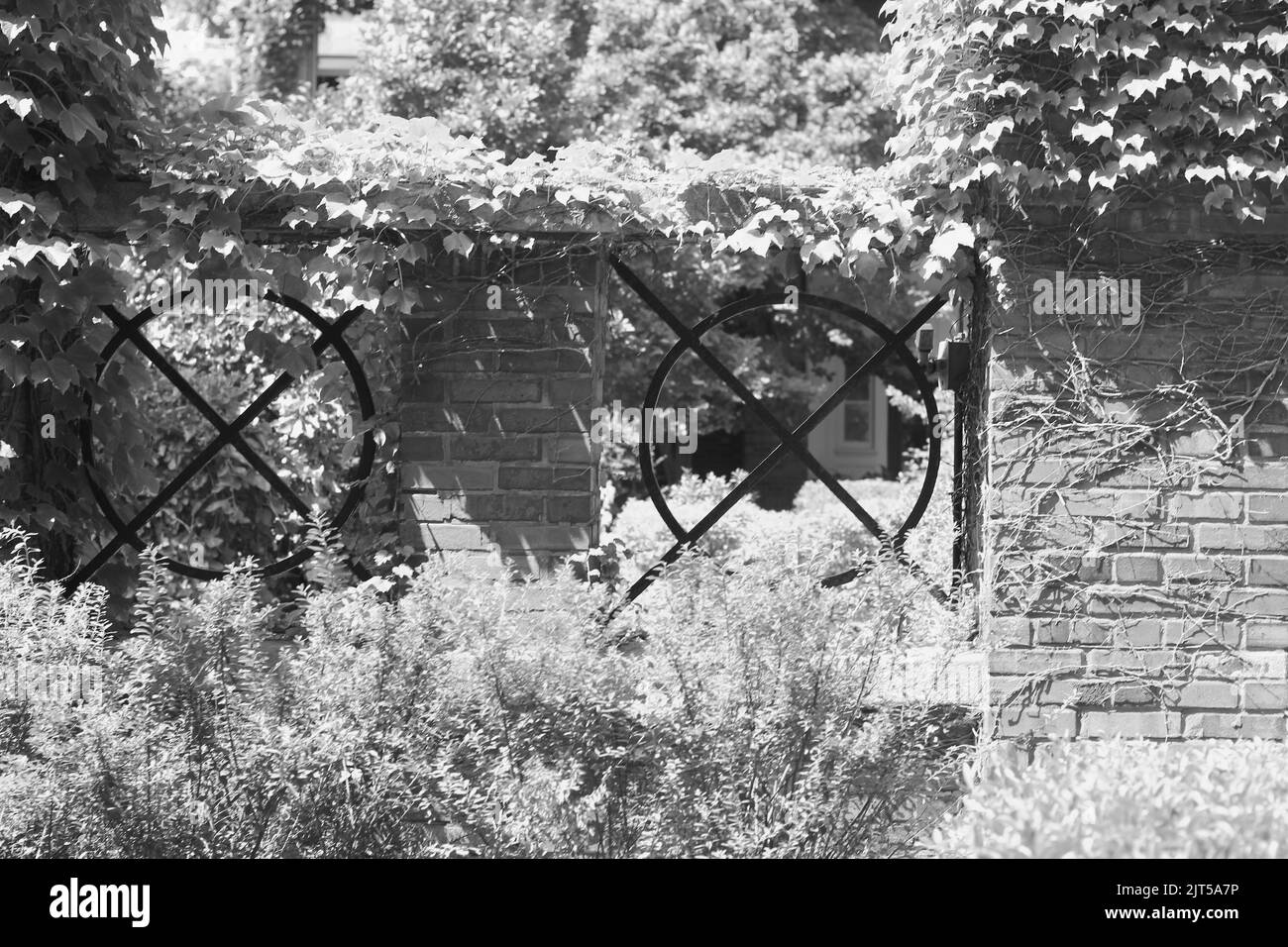 Elaborate brick and metal fence in an overgrown courtyard in a black ...