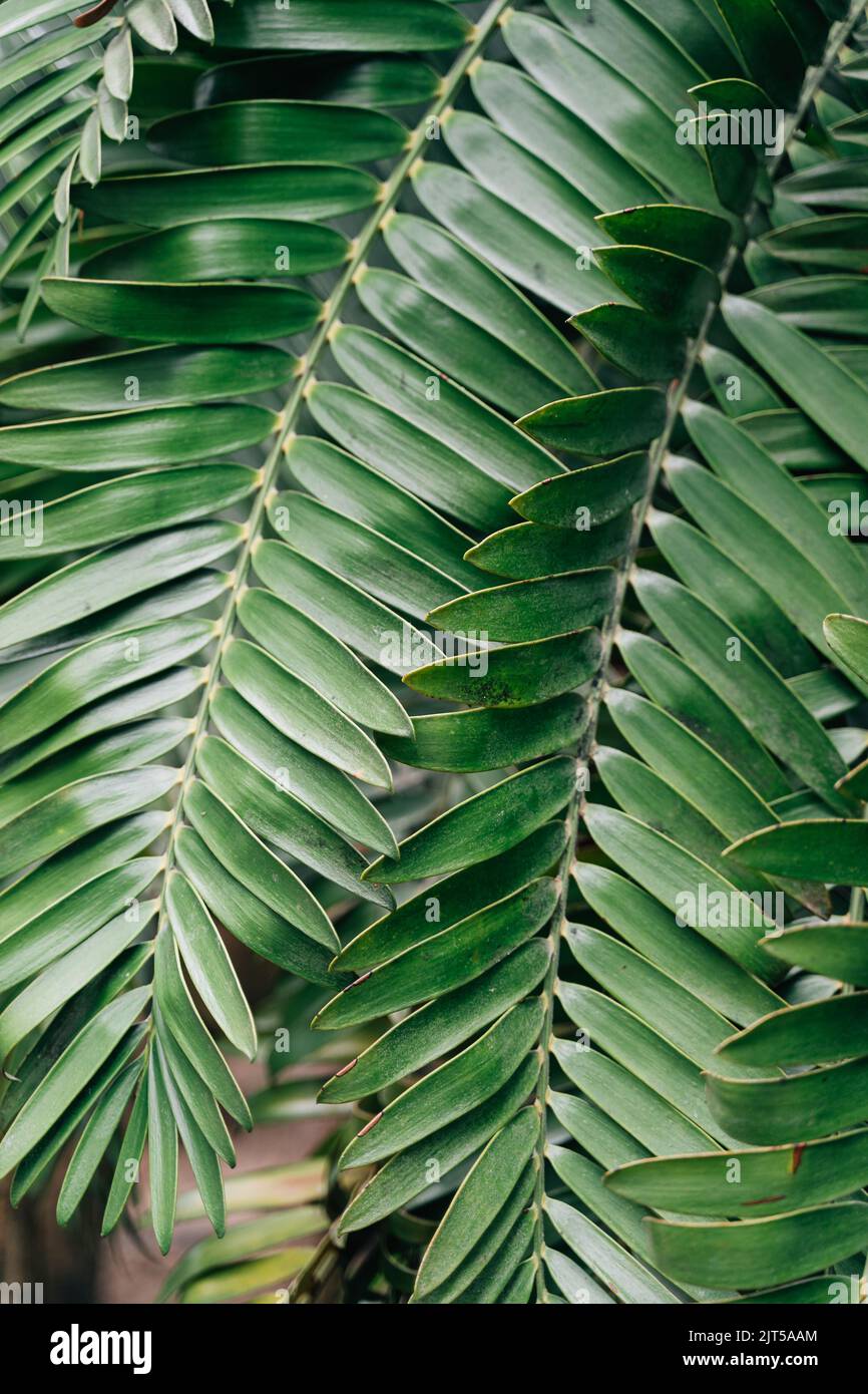 Green leaf plant background, summer foliage texture Stock Photo - Alamy
