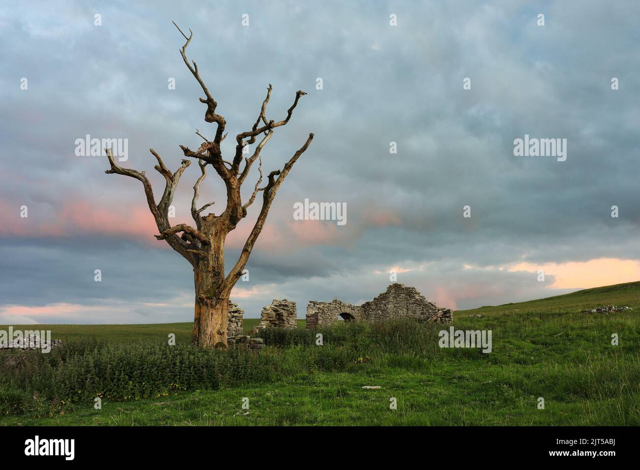 Lone tree and ruins Stock Photo - Alamy