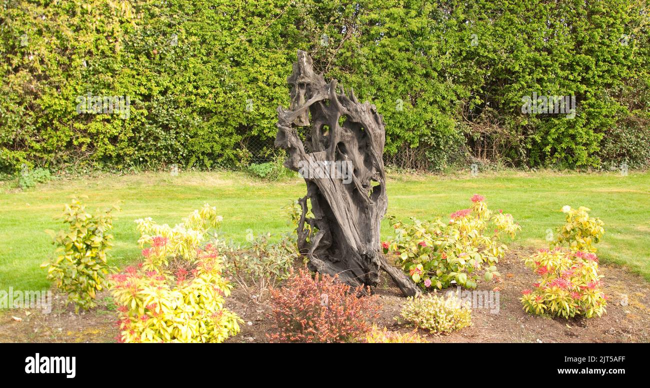 Bog Oak, Ballinasloe, Co Galway, Eire, Ireland. Bog oak consists of oak ...