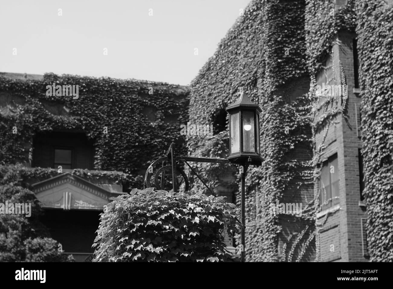 Ornamental street light standing in a courtyard overgrown with ivy ...