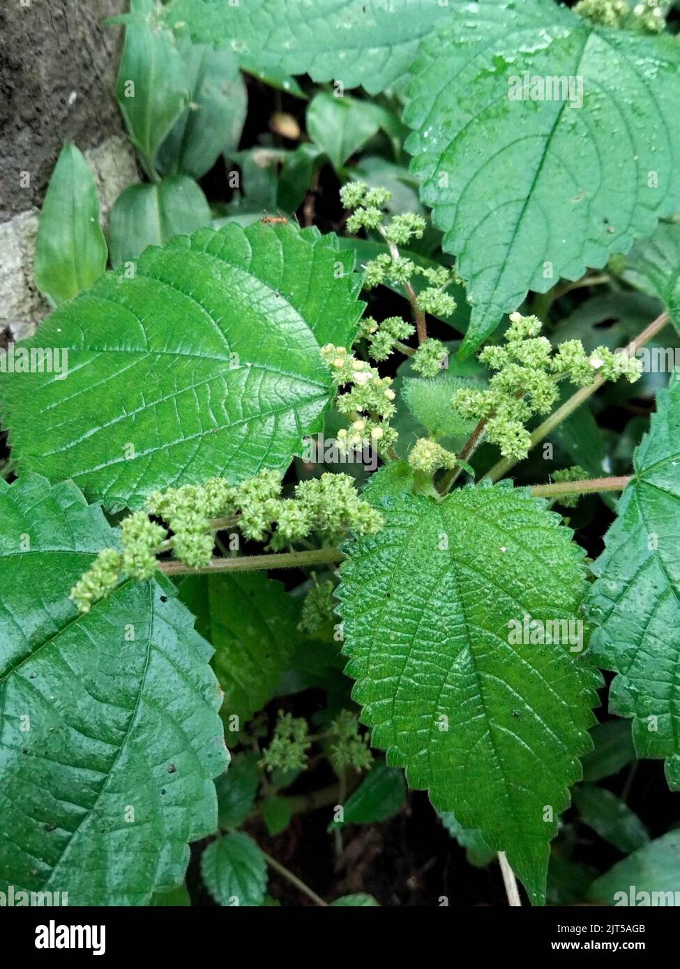 Itchy leaves hi-res stock photography and images - Alamy