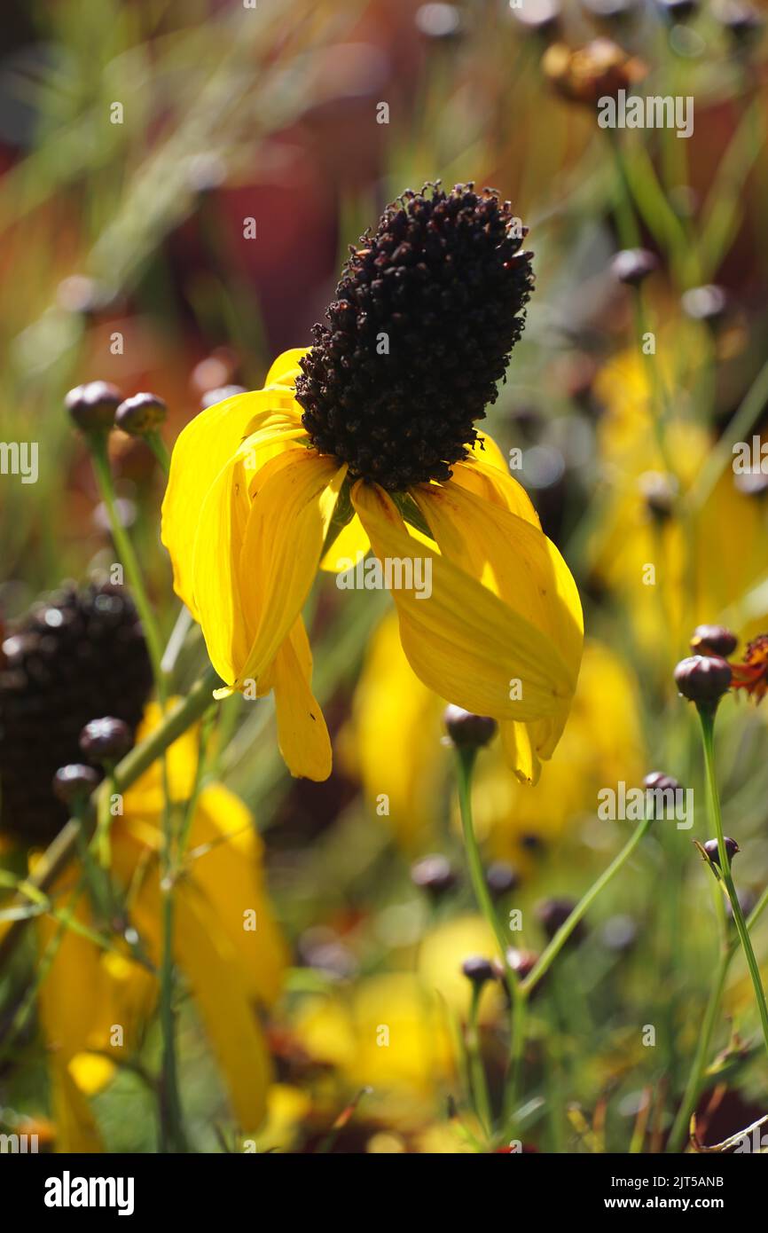 A macro shot of bright yellow flowers of rudbeckia, commonly known as ...